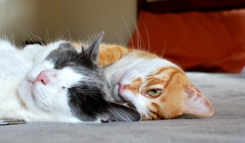 17 febbraio 2024, Festa del Gatto: mandateci le foto dei vostri amici ...